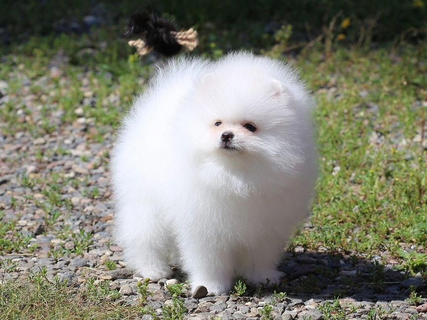 Белое померанское облачко