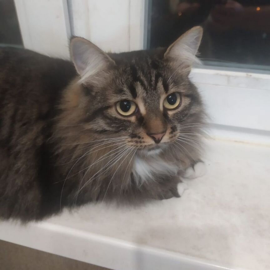 Кошки в добрые руки бесплатно