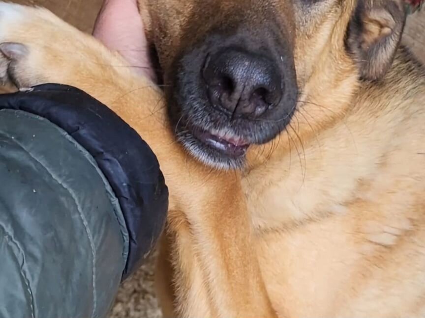 Лео-добрейший пёс из приюта ищет дом