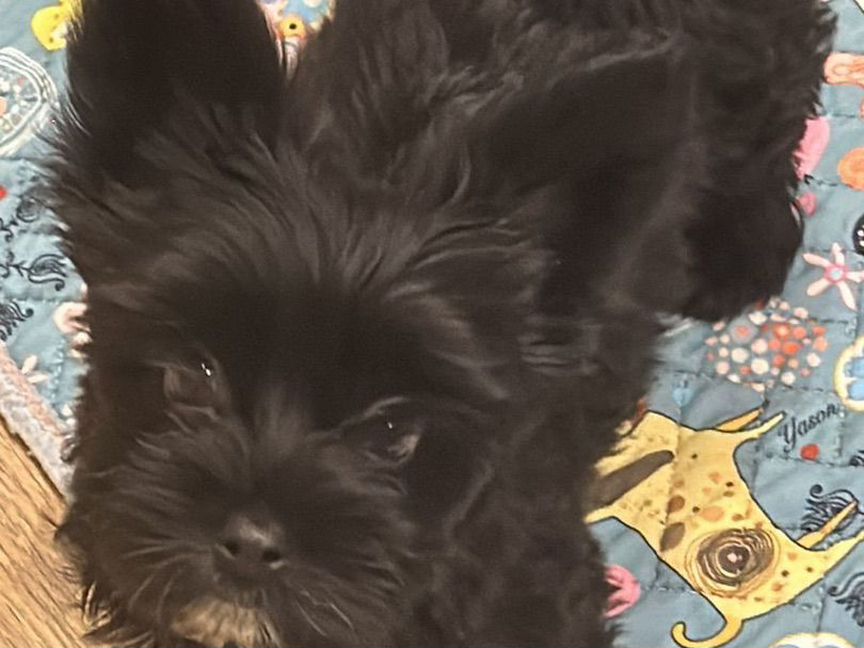 Черный йорк, шоколадный йорк, биро, бивер