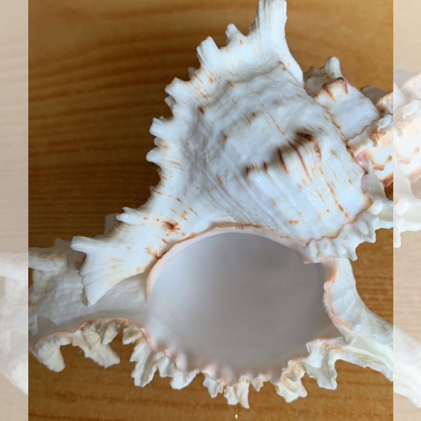 Морская ракушка Мурекс ветвистый