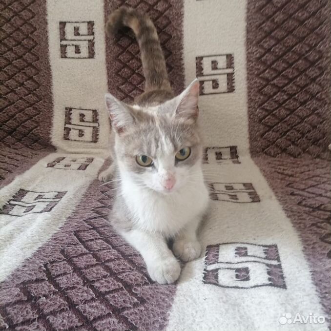 Ищем надёжных хозяев