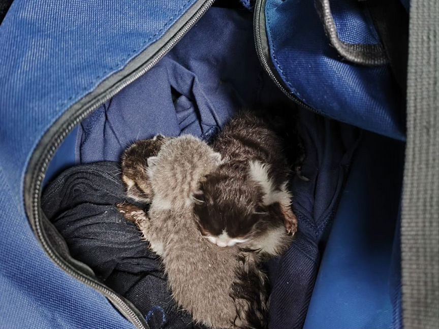 Котята в добрые руки