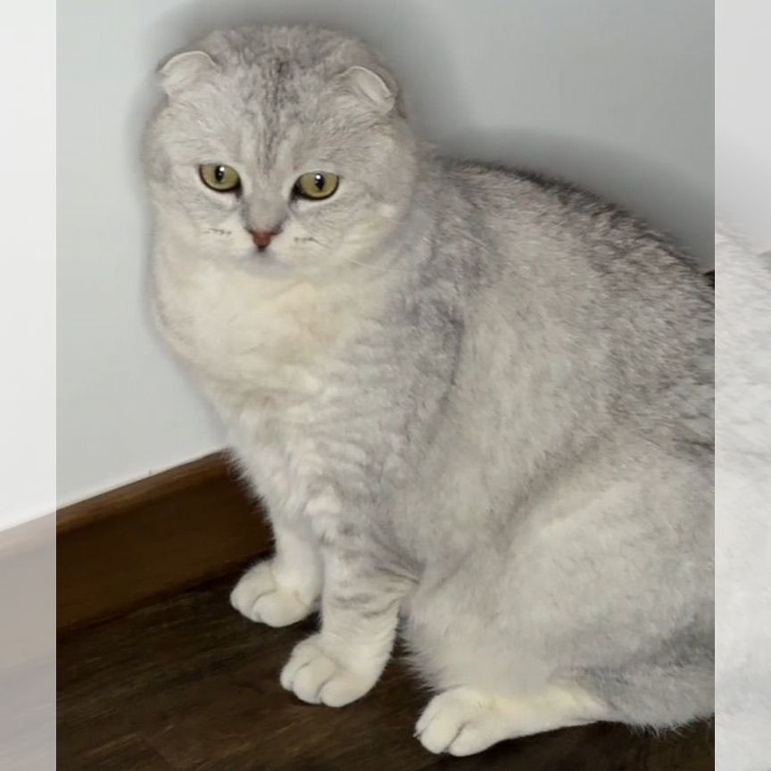 Шотландская вислоухая кошка белая