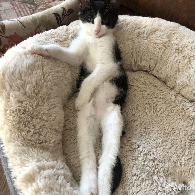 Коточек в добрые руки