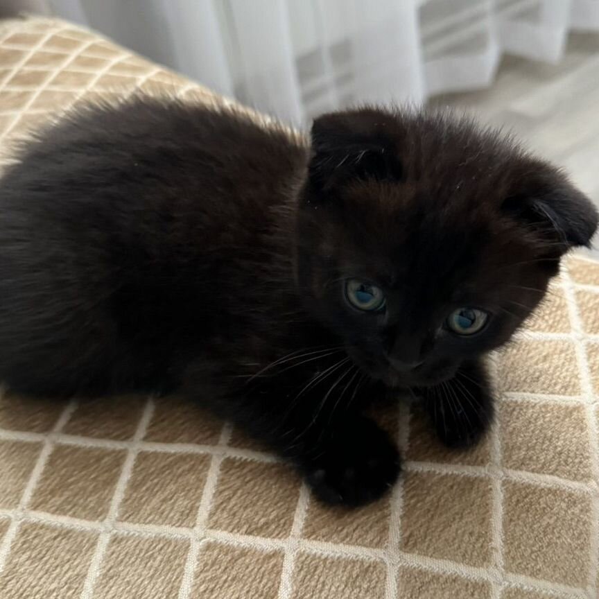 Вислоухий котик ищет добрые и заботливые руки