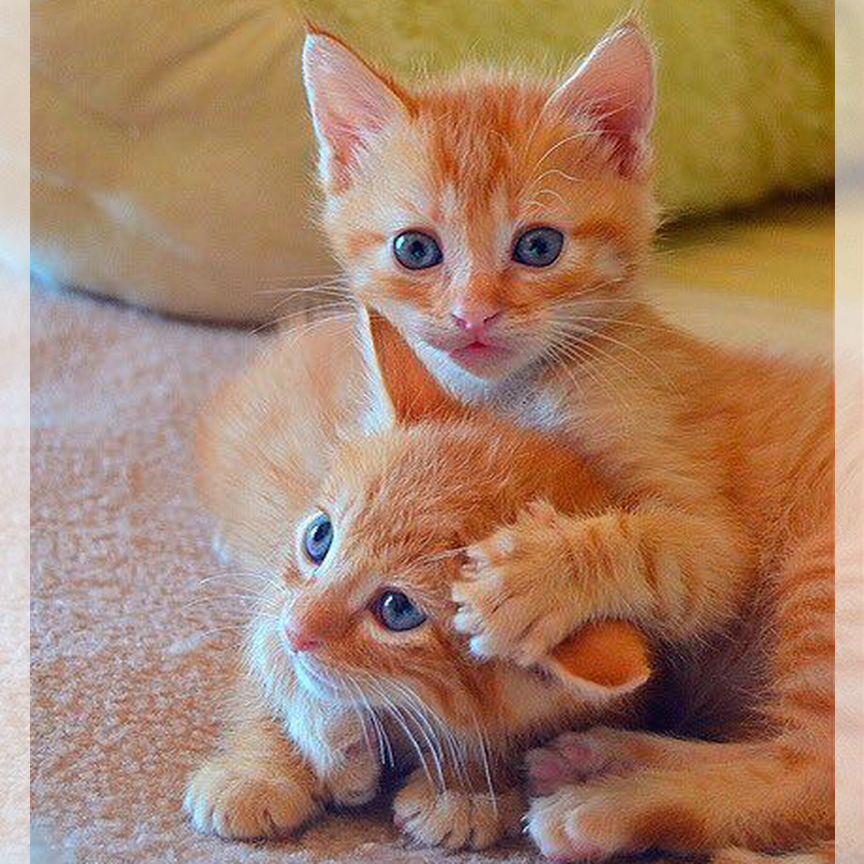 Сибирские пушистые котятки - кошечки и котики