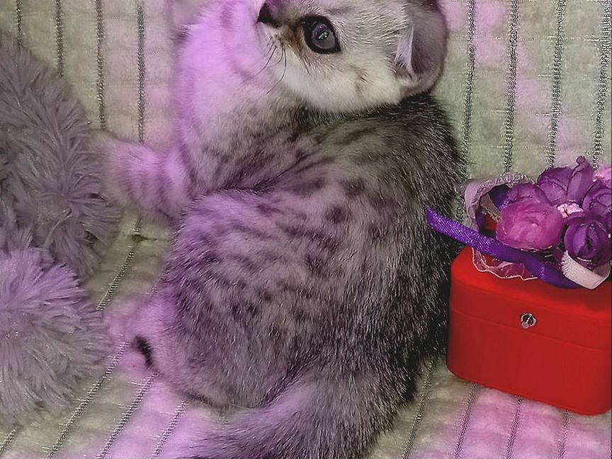 Котята