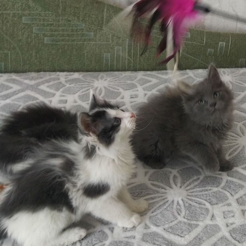 Котята 2 мес. в дар