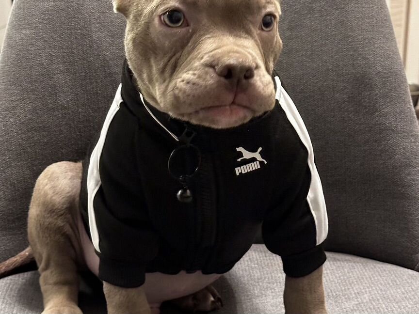 Американский булли покет