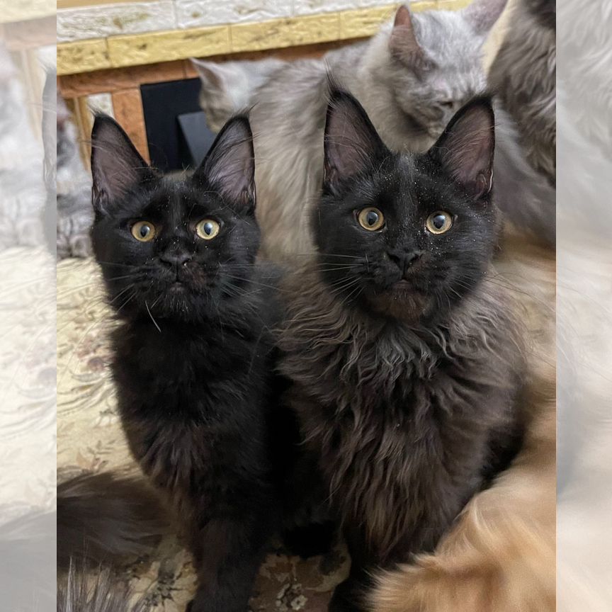 Мейн-кун котёнок