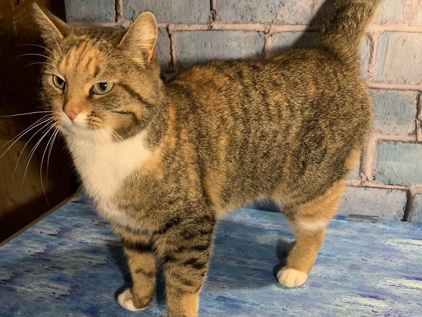 Кошка Муся 2 года