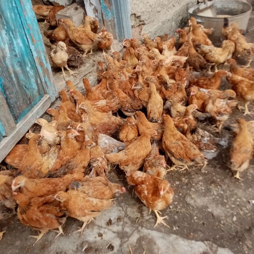 Кучинская юбилейная