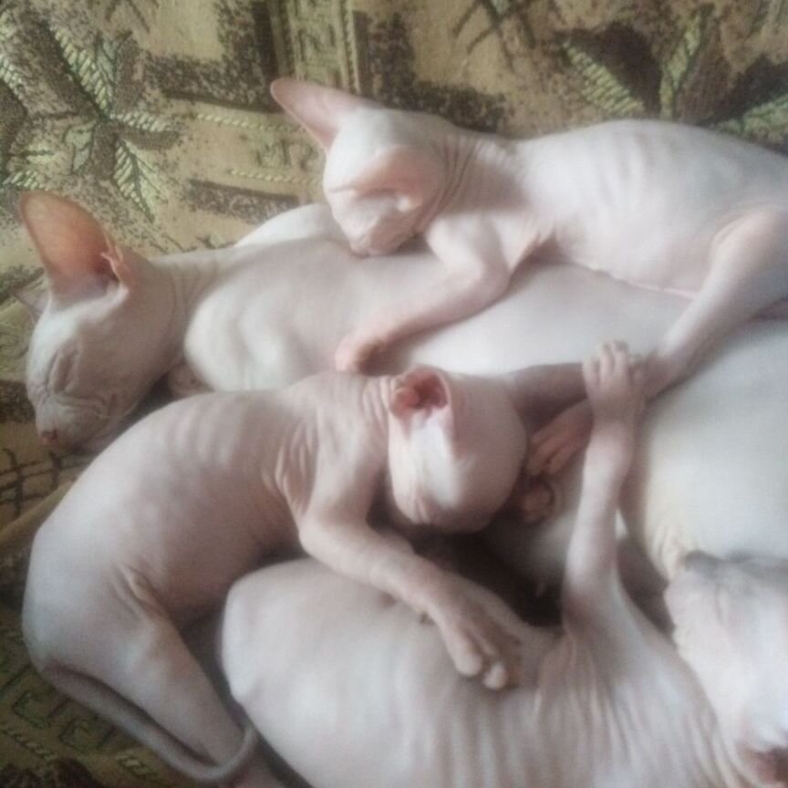 Котята сфинкс
