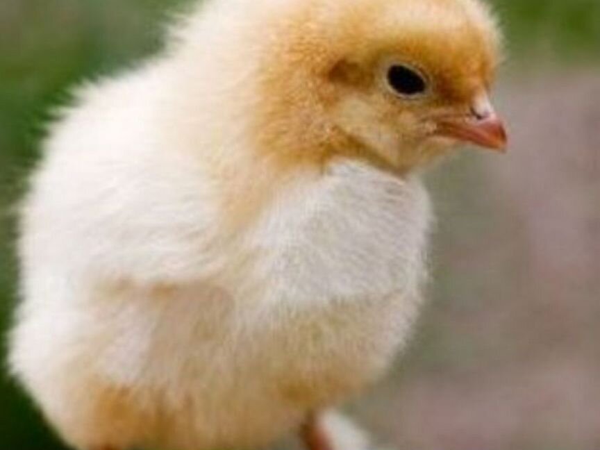 Цыпленок Палевая брама