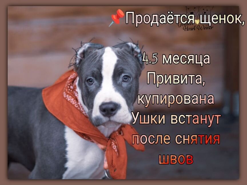 Уникальный друг (щенок аст, девочка )