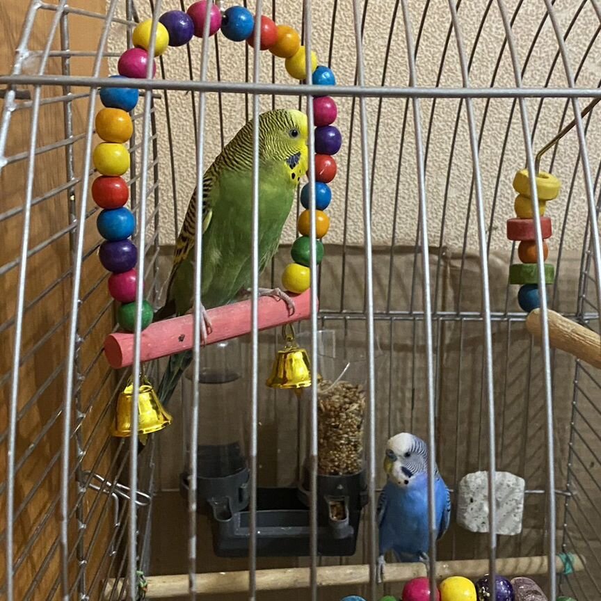 Волнистые попугаи