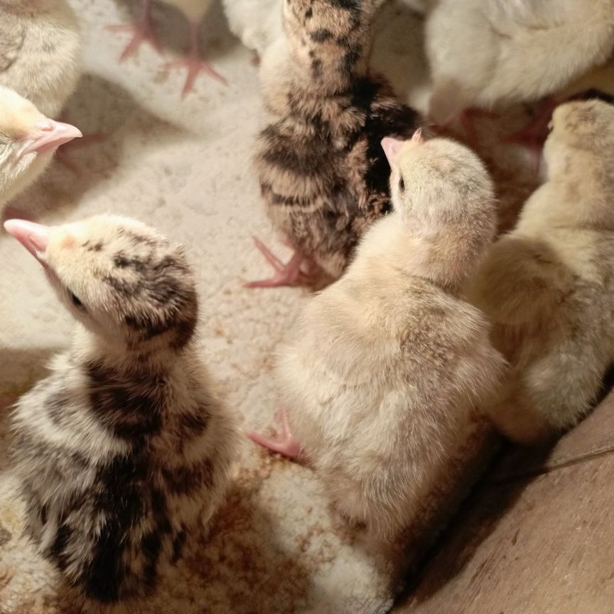 Индюшата домашние