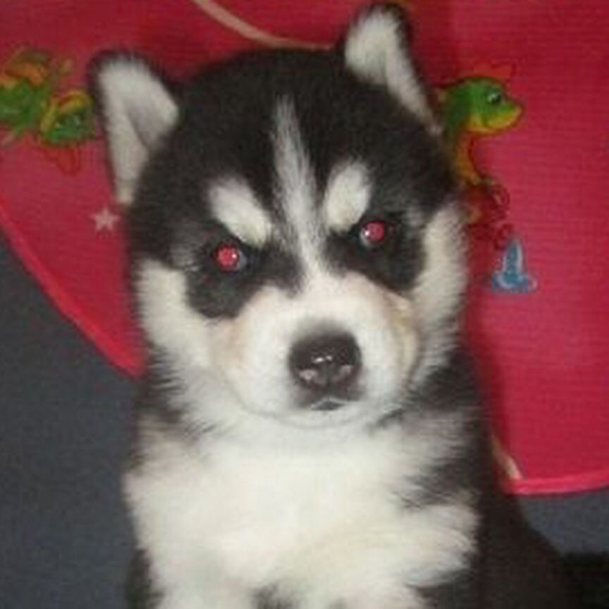 Пушистые щенята хаски