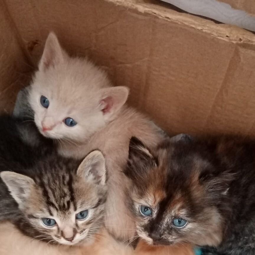 Котята в добрые руки