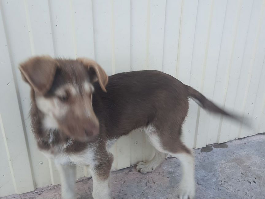 Щенки в добрые руки