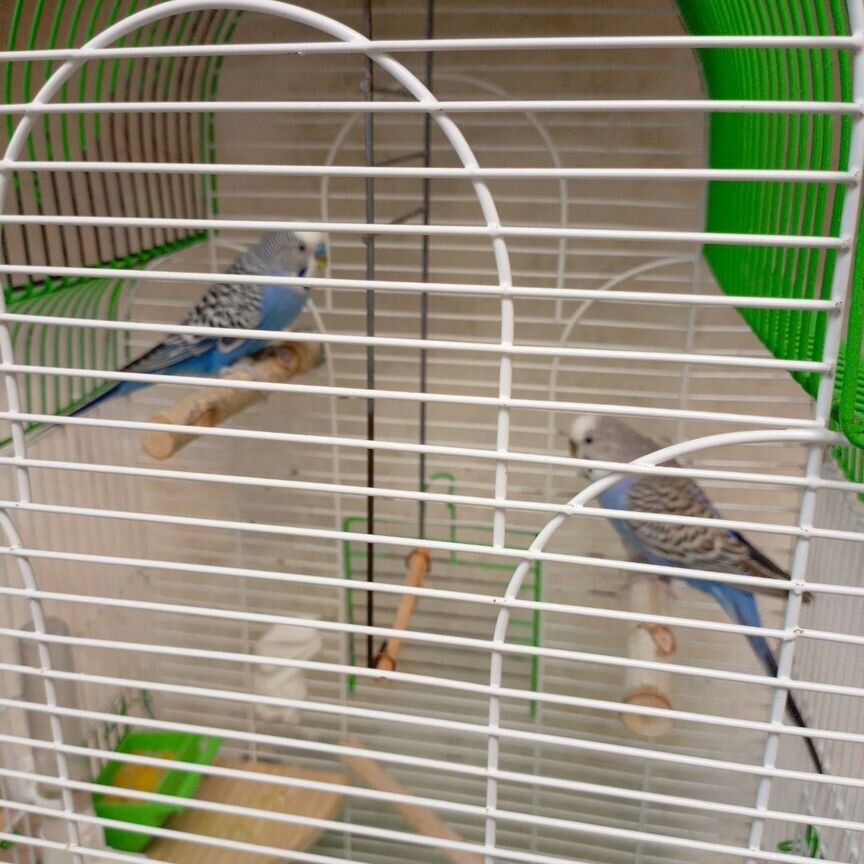 Попугаи волнистые