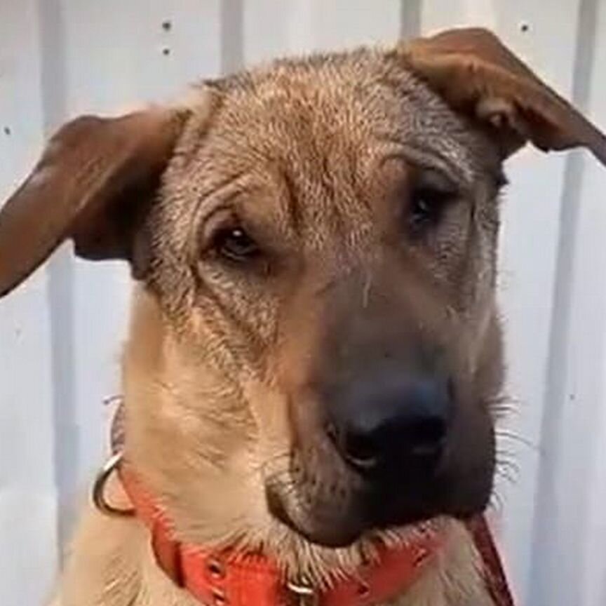 Взрослая собака в добрые руки