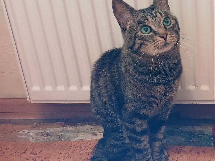 Отдам кота в добрые руки