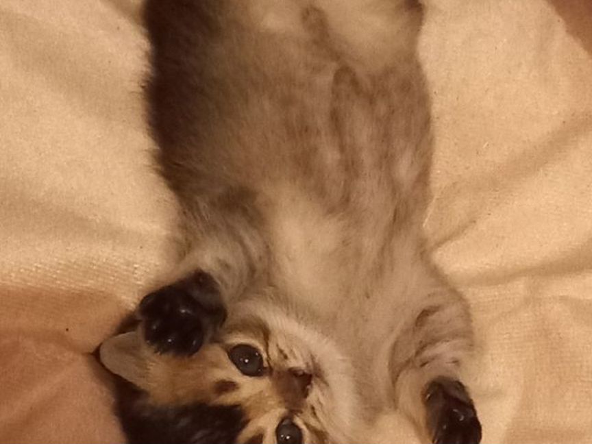 Котенок