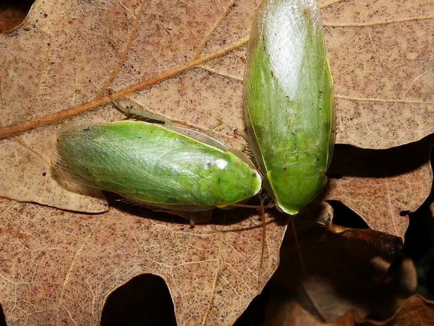 Кормовые насекомые