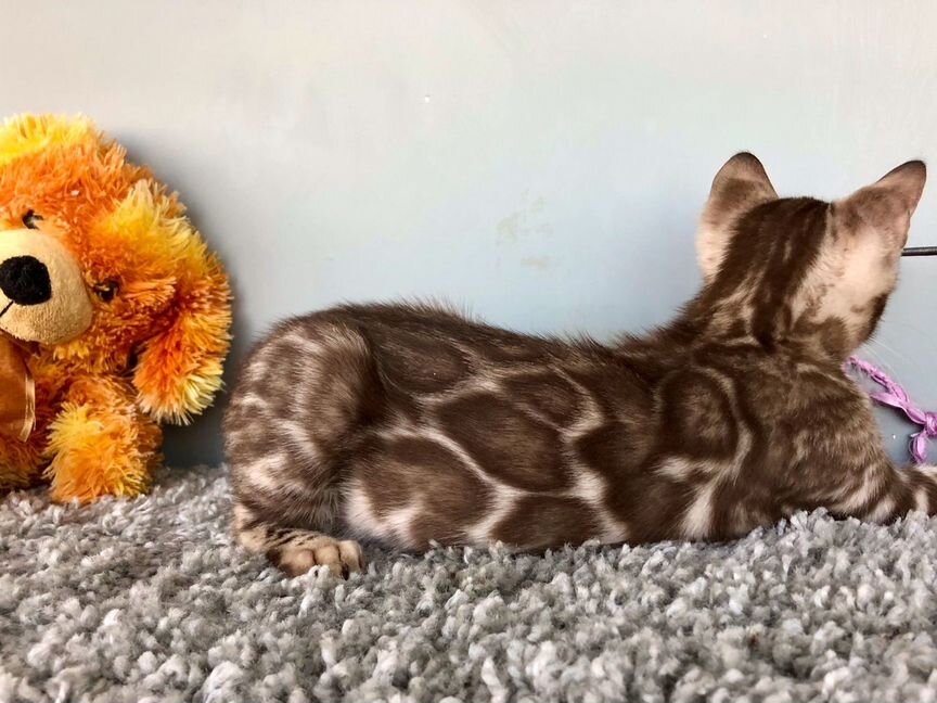 Бенгальские мальчики