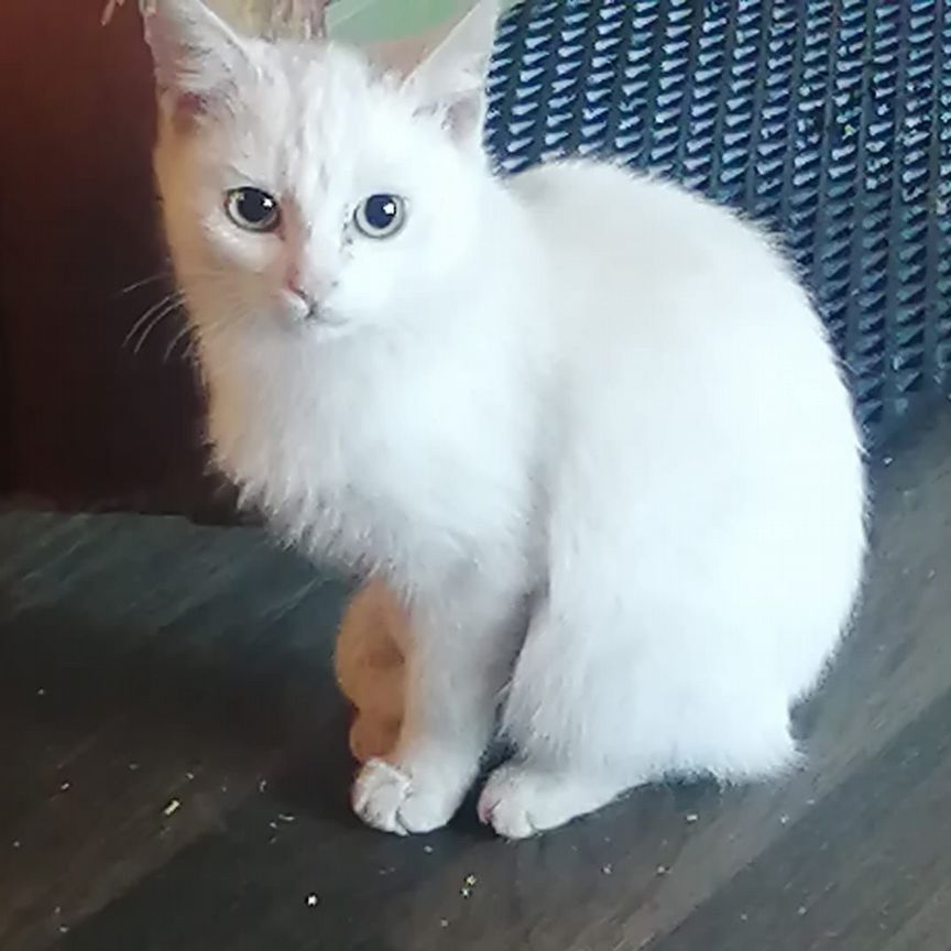 Кошки Ангорские