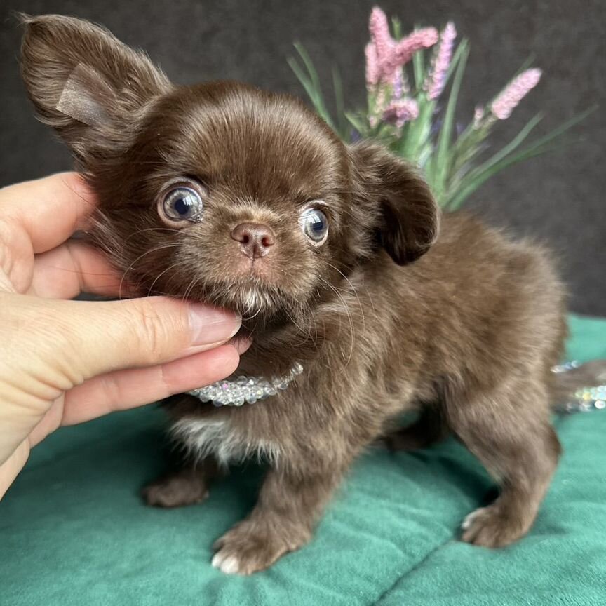 Чихуахуа, щенок