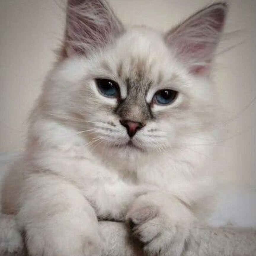 Невский маскарадный котёнок