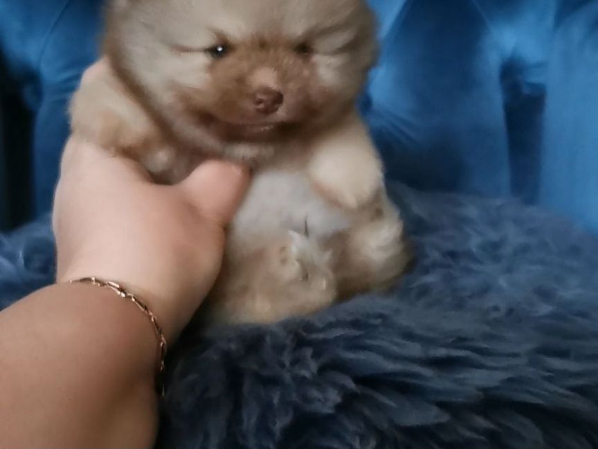 Мальчик медвеженок