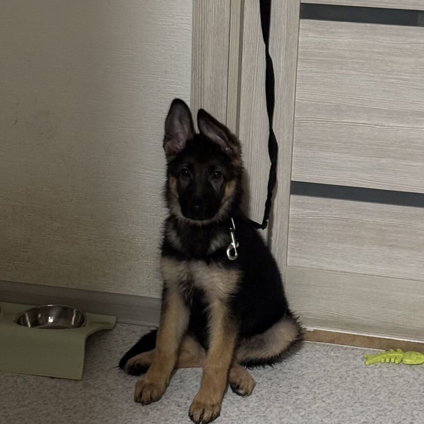 Немецкая овчарка, щенок