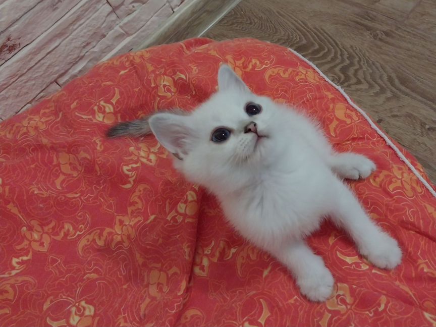 Котик британской шиншиллы