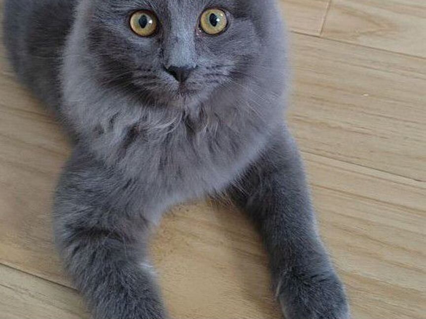 Кошка
