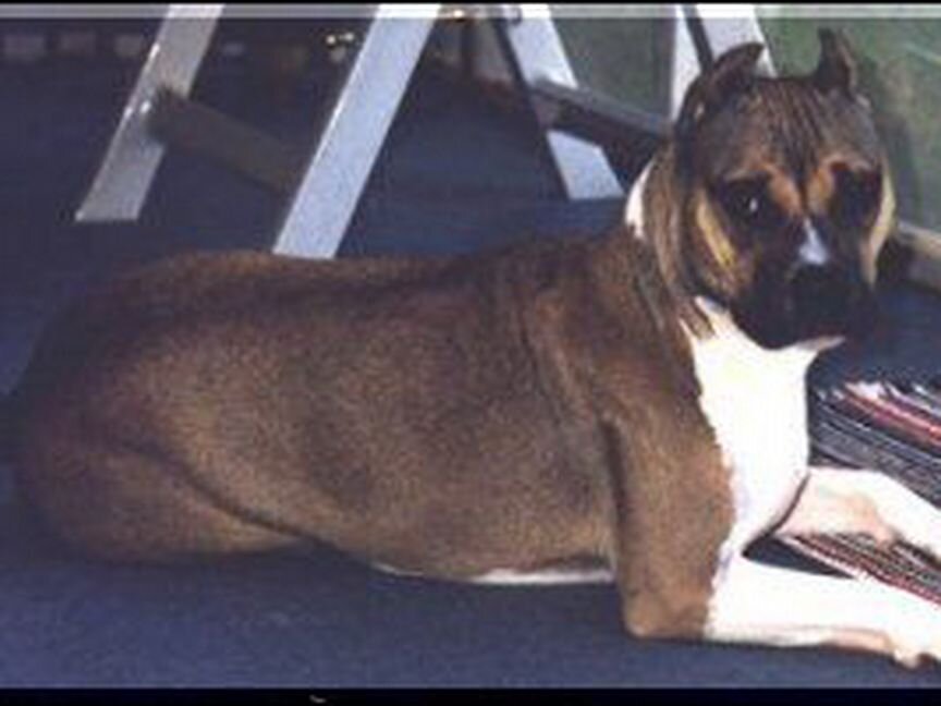 Щенок стаффорда