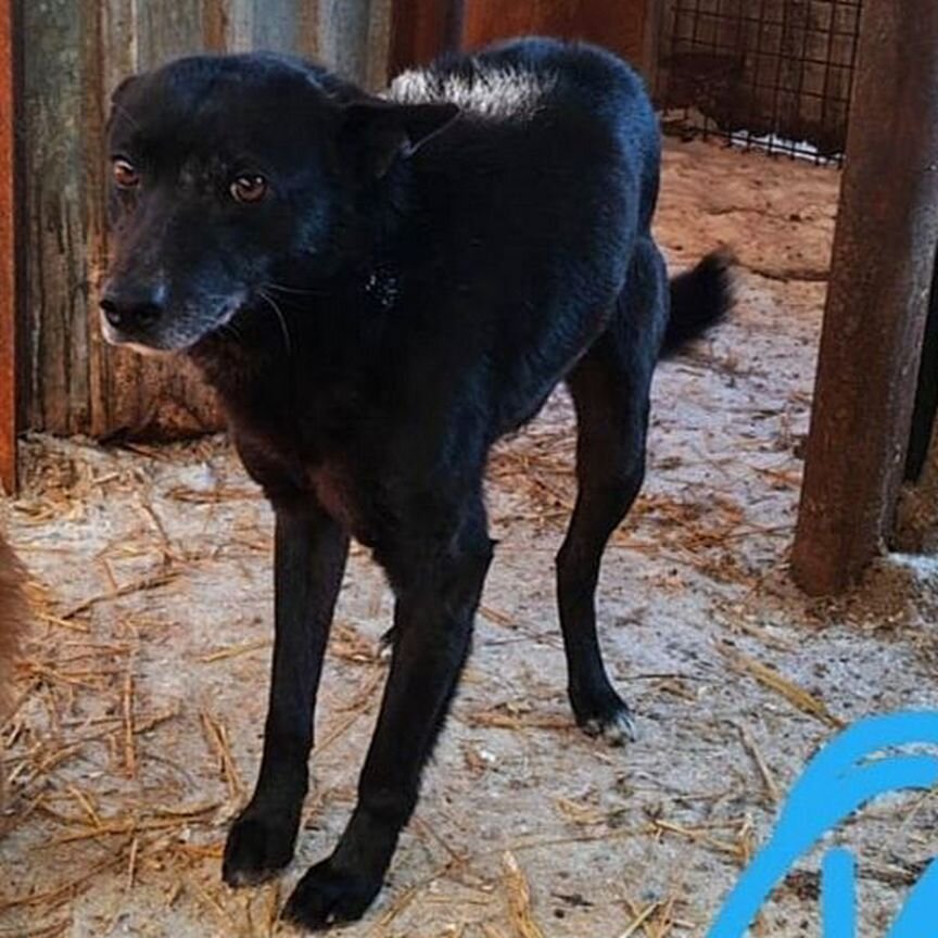 Взрослый пёс в добрые руки