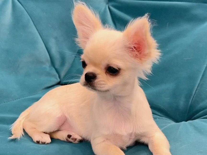 Щенки чихуахуа