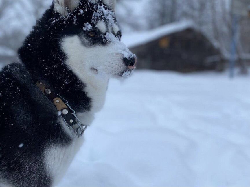 Сибирский хаски