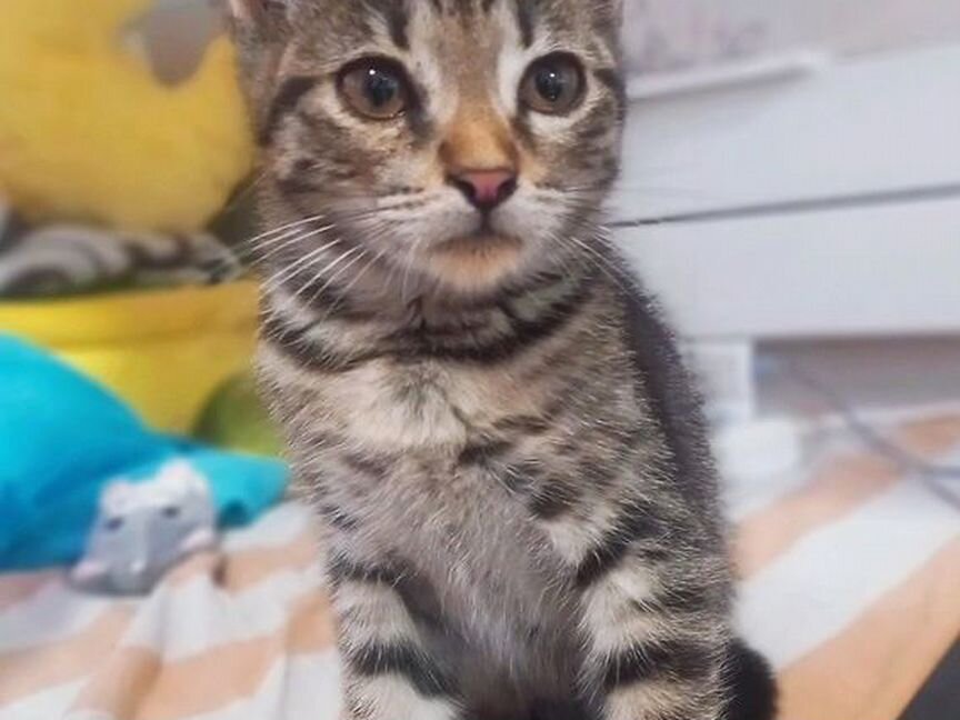 Котенок Рысик ищет дом и хозяина