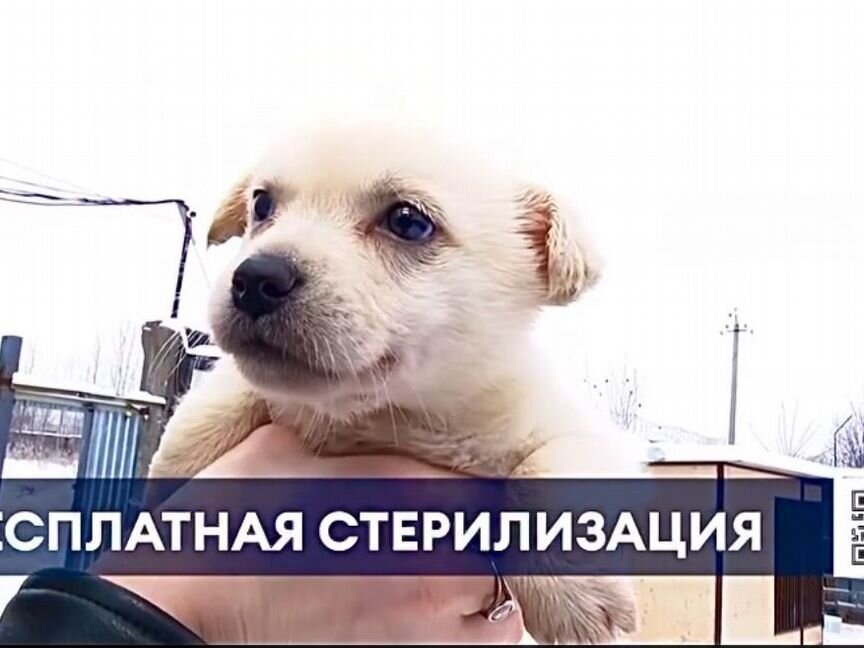 Щенки