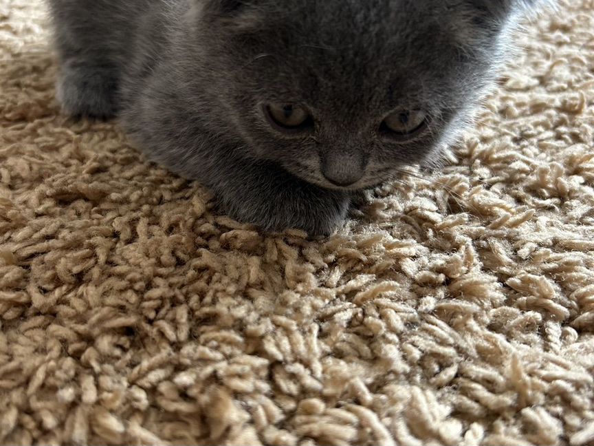 Британская