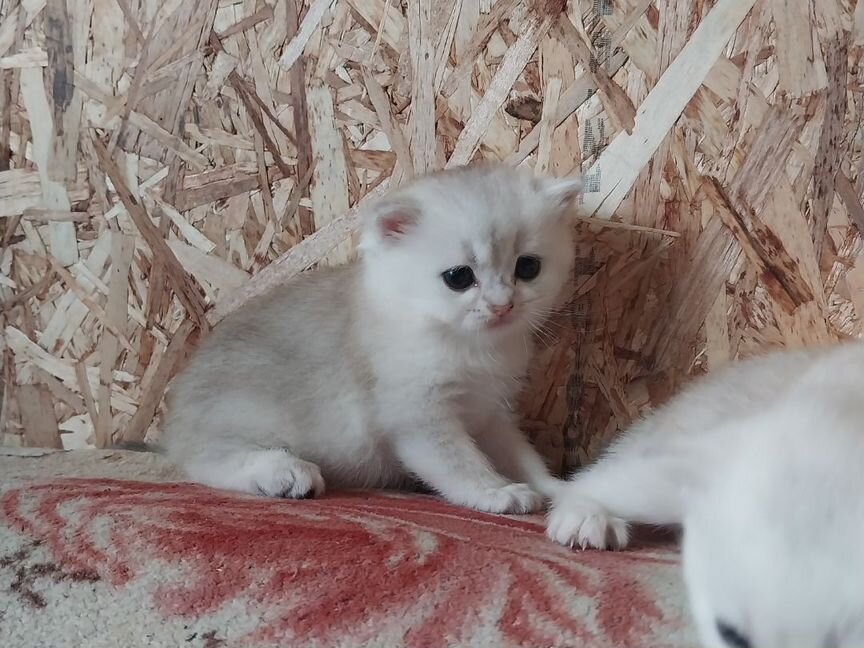 Шиншиллята шотландские
