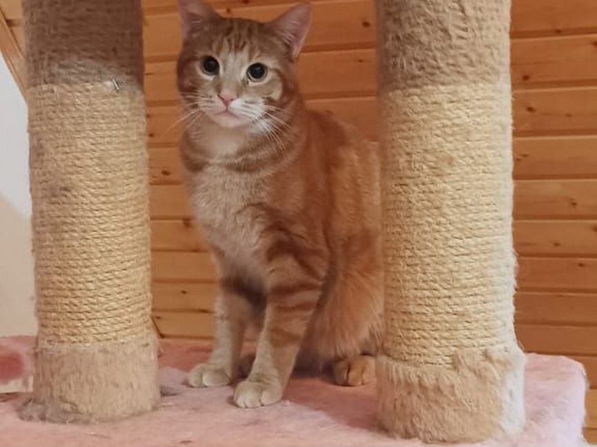 Рыжий молодой котик 1,5года