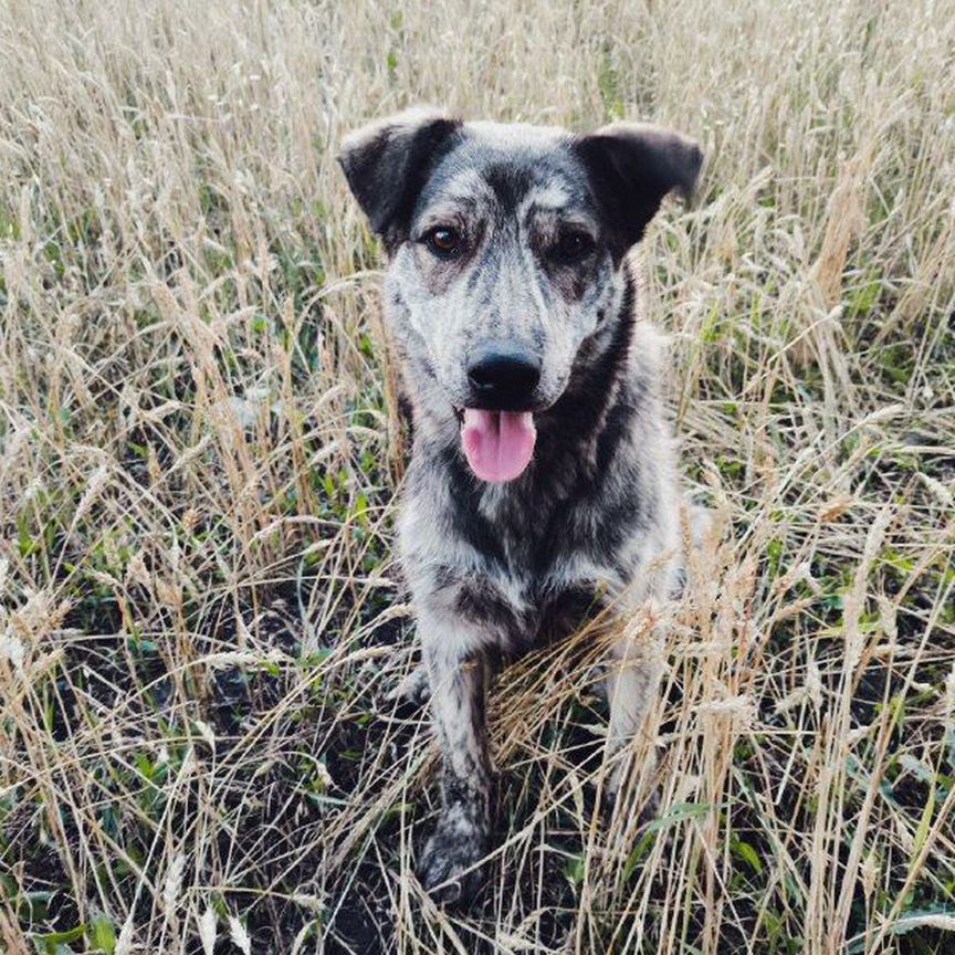 Грей в любящую семью