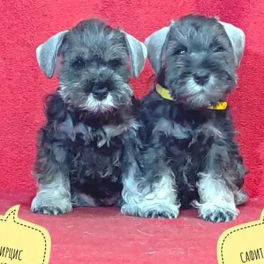 Цвергшнауцер, щенок