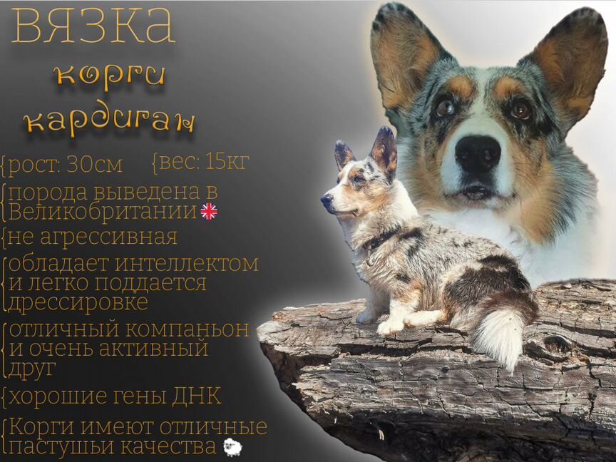 Вязка Корги Кардиган